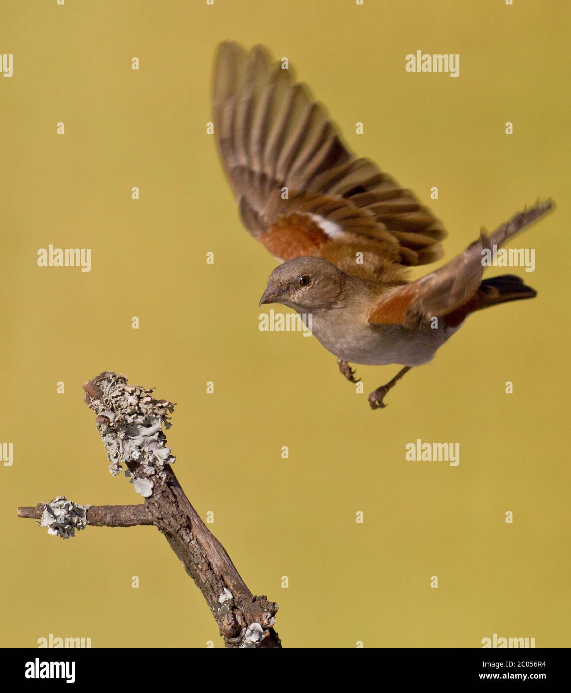 garden bird interaction Stock Photo - Alamy