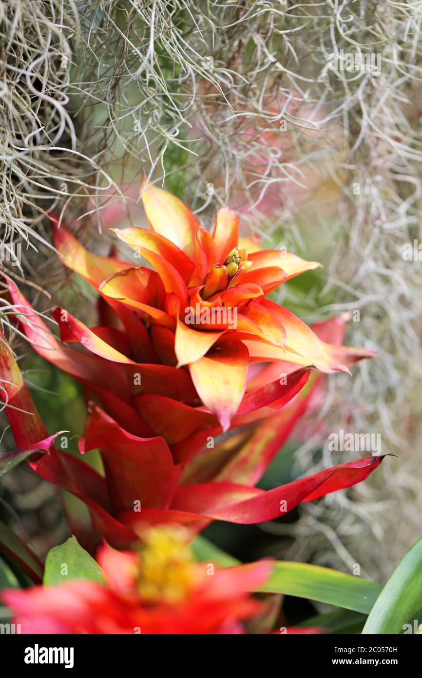 Branch pink flowers one hi-res stock photography and images - Alamy