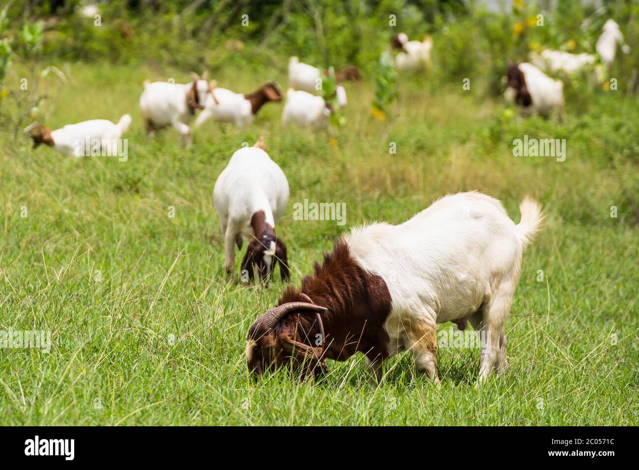 Goat goats farm livestock animal barnyard country rural hi-res stock ...