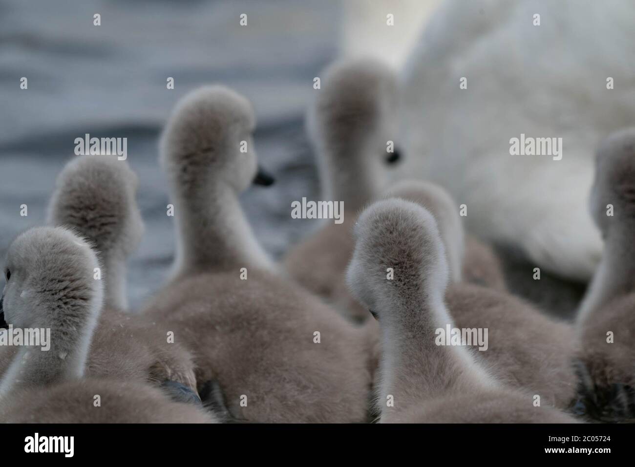 fluffy cygnets baby swans cute Stock Photo - Alamy