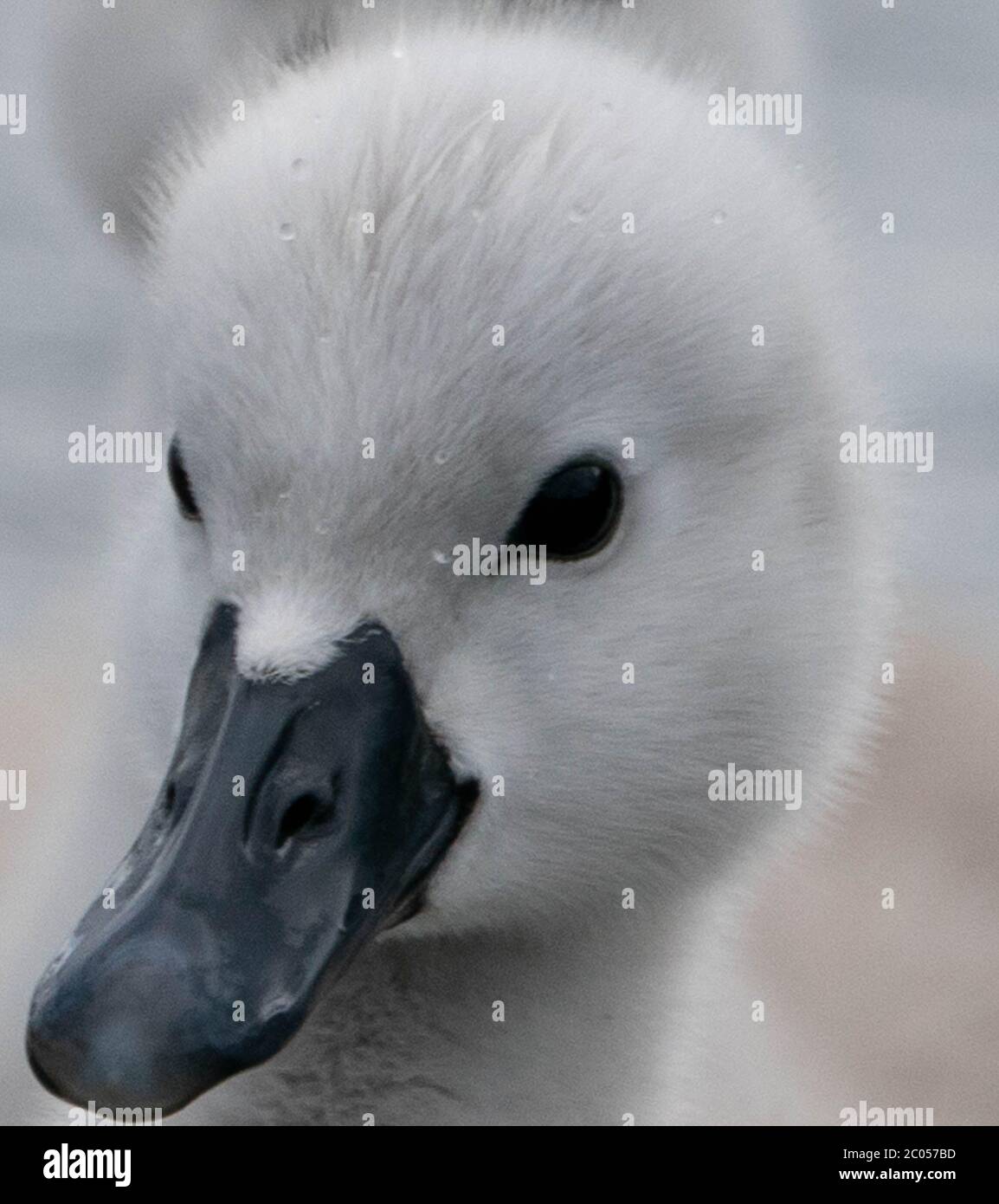 fluffy cygnets baby swans cute Stock Photo - Alamy
