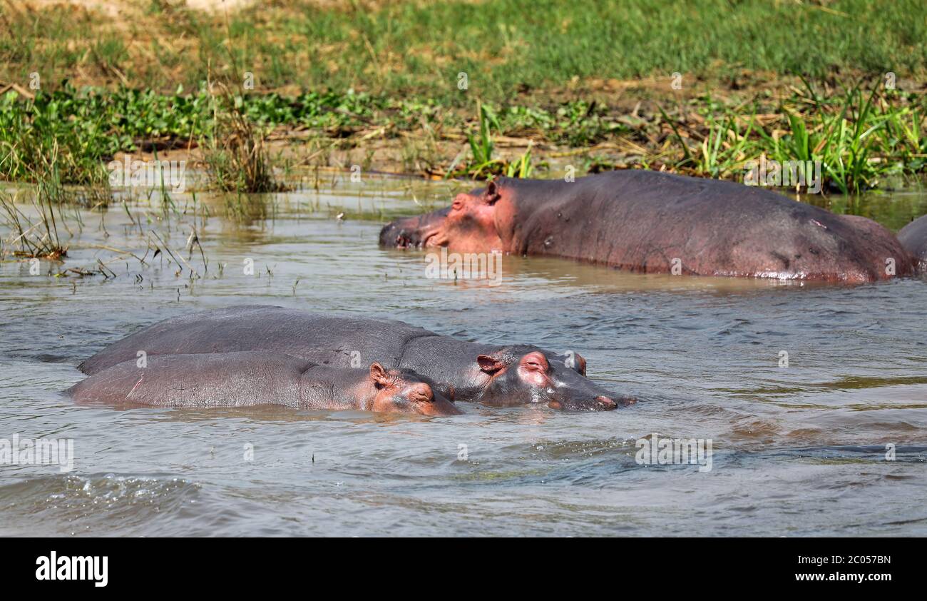 Hippos in the Nile at Murchison Falls National Park Uganda (Hippo Stock ...