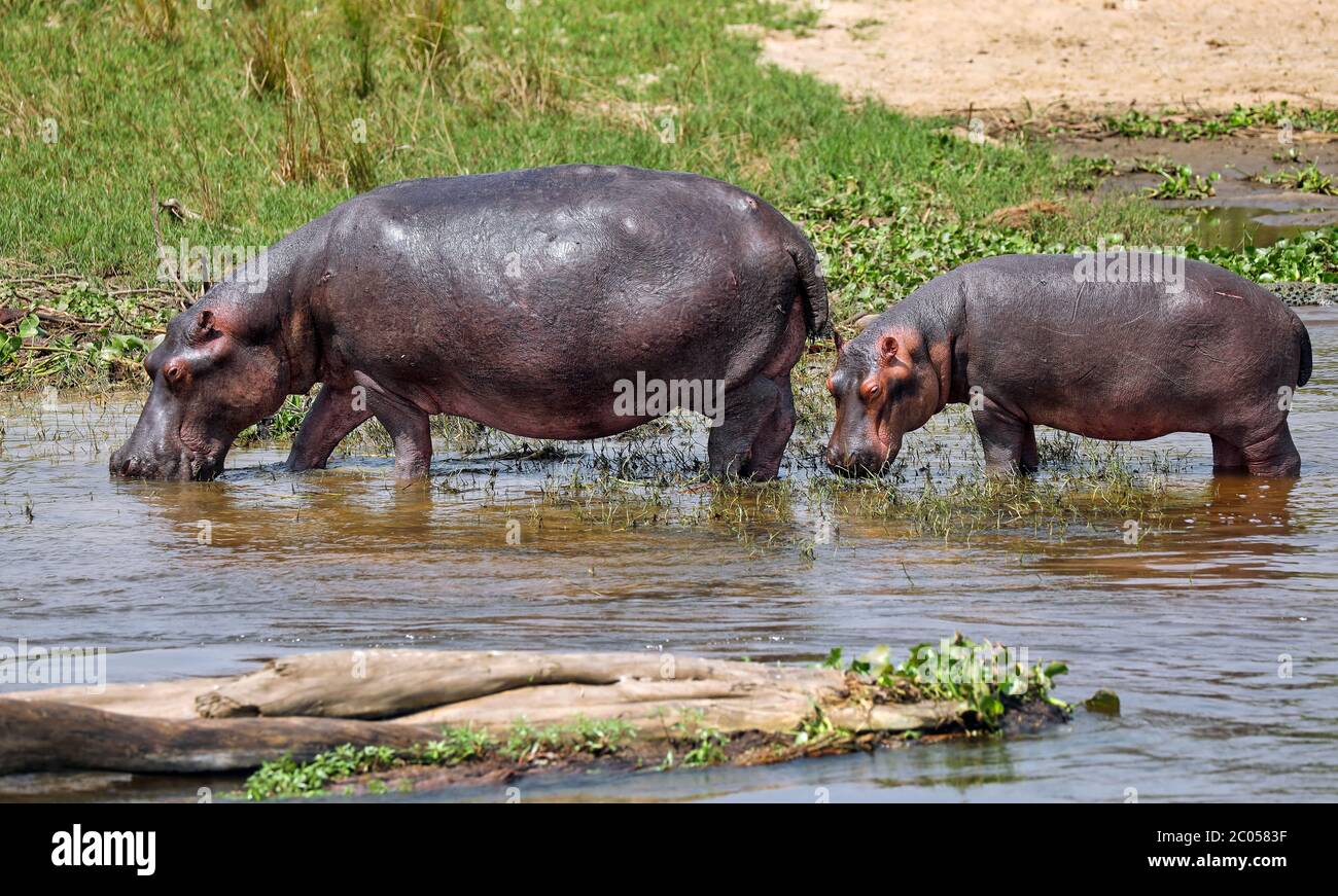 Hippos in the Nile at Murchison Falls National Park Uganda (Hippo Stock ...