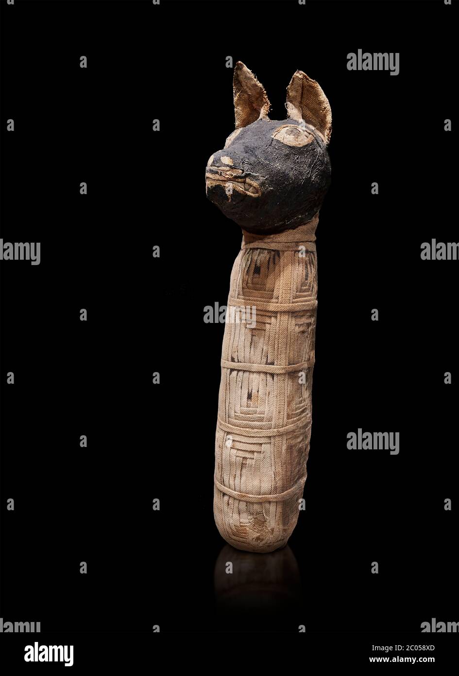 Ancient Egyptian mummy of a canid, linen, Late Period, Ptolomaic Perios ...