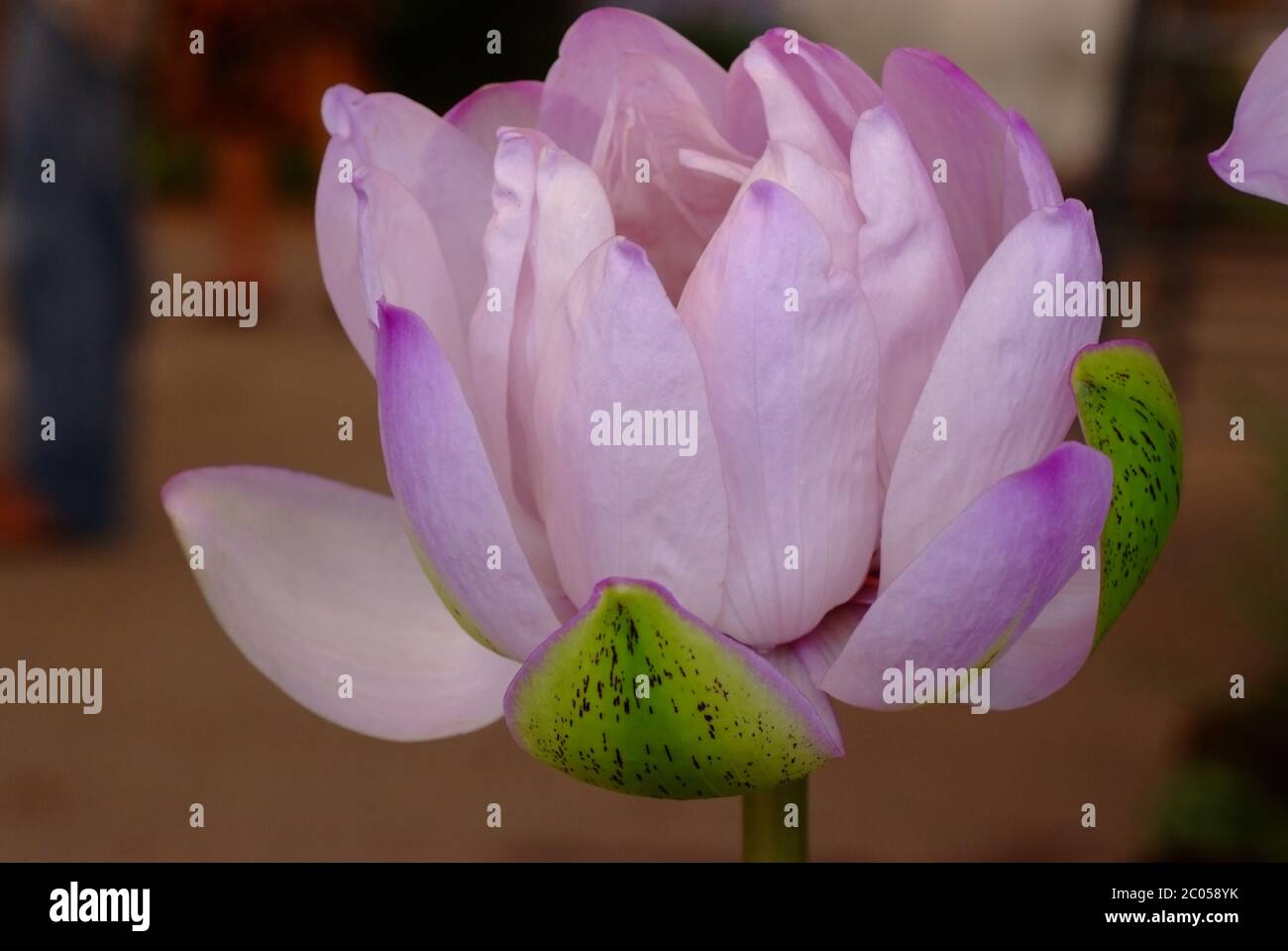 Blooming pink flower of Victoria lotus Stock Photo - Alamy