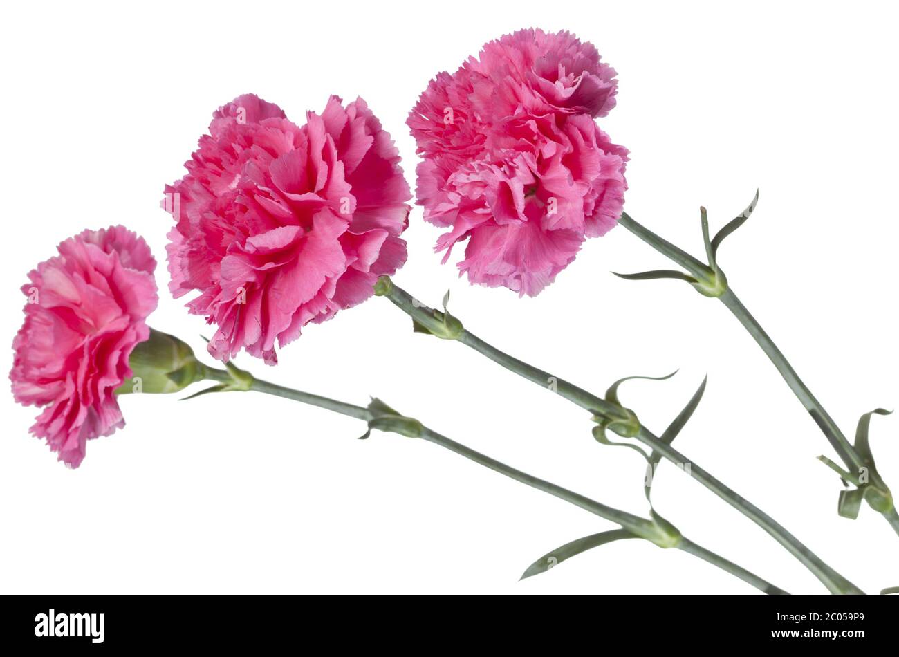 Three pink carnations hi-res stock photography and images - Alamy