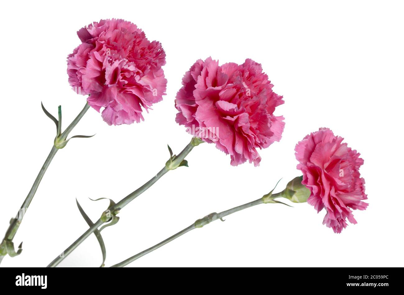 Three pink carnations hi-res stock photography and images - Alamy