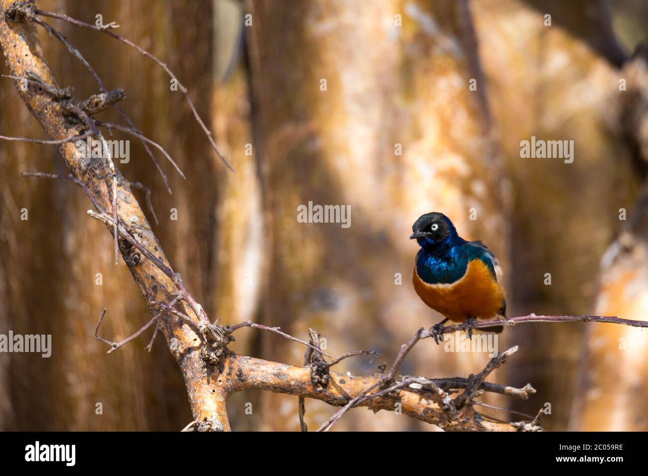 Very colorul native birds sit on branches Stock Photo - Alamy