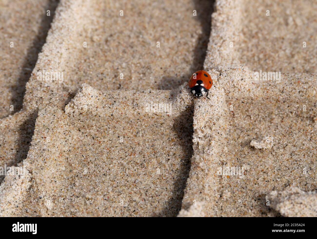 Ladybug on sand hi-res stock photography and images - Alamy