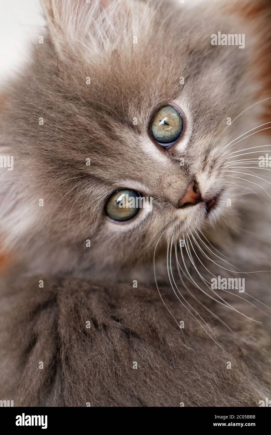 Kitty looking up at camera hi-res stock photography and images - Alamy
