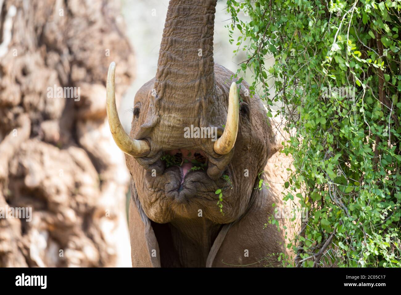 A close-up of an elephant, the face Stock Photo - Alamy