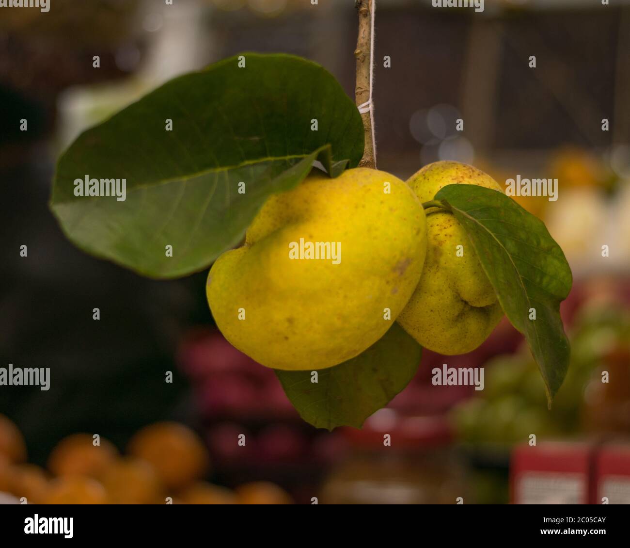 Monkey jack fruit hi-res stock photography and images - Alamy