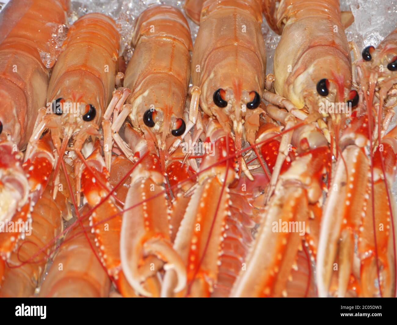 Norway lobster hi-res stock photography and images - Alamy