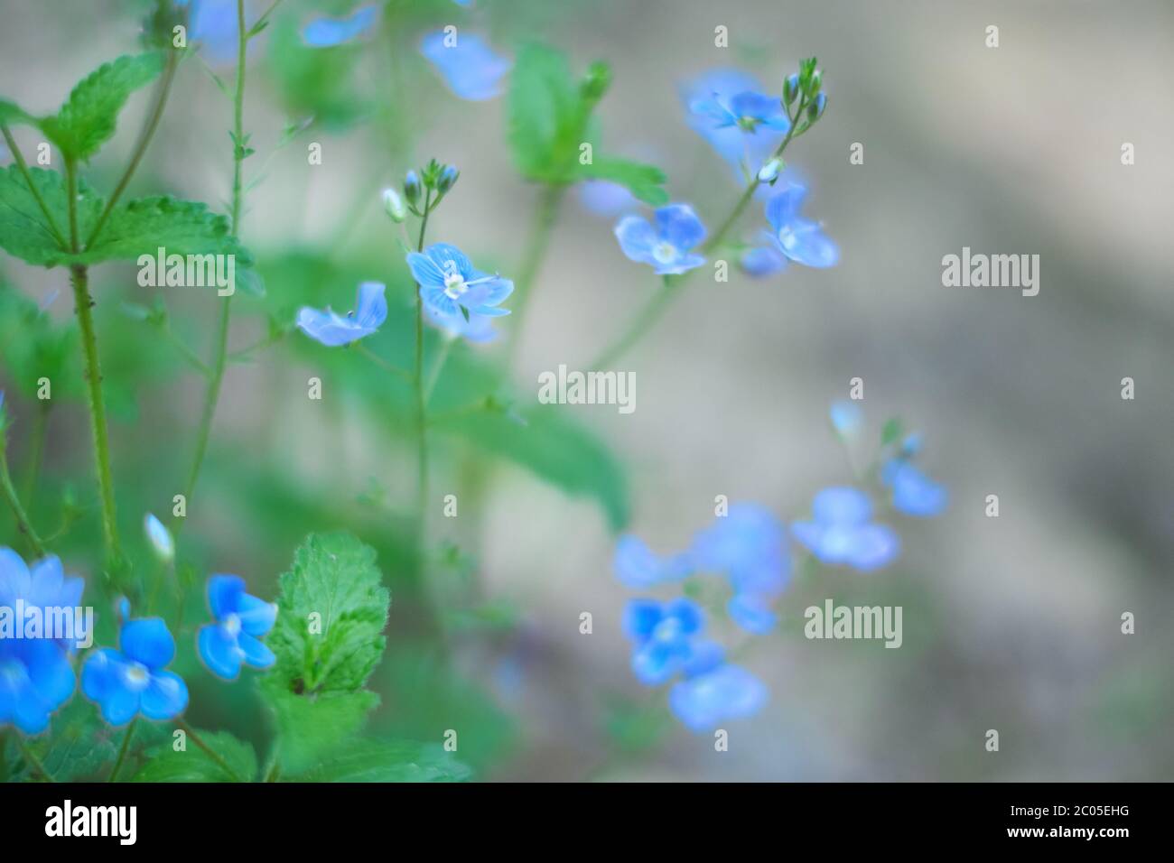 Persian speedwell hi-res stock photography and images - Alamy