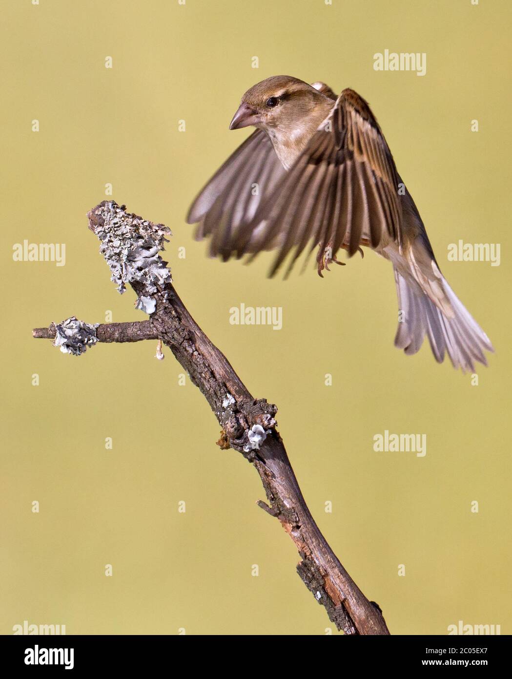 garden bird interaction Stock Photo - Alamy