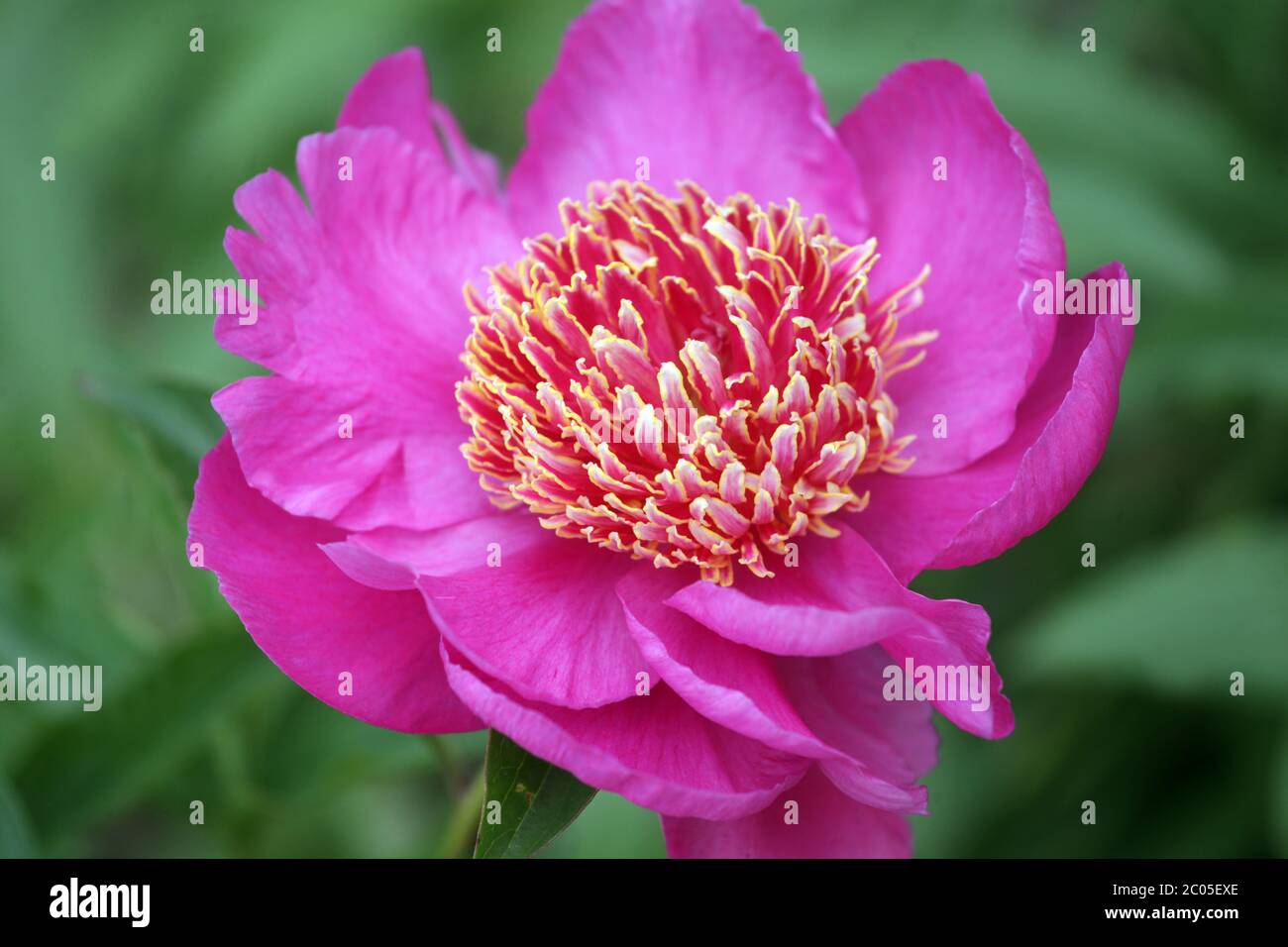 Peony "Neon" Peony flower purple Stock Photo - Alamy