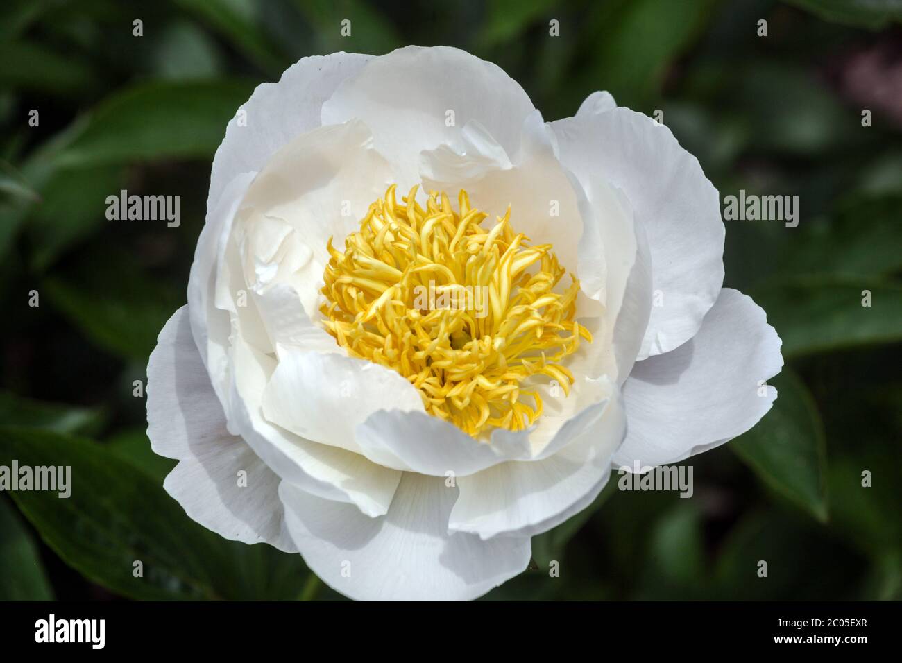 White peony hi-res stock photography and images - Alamy