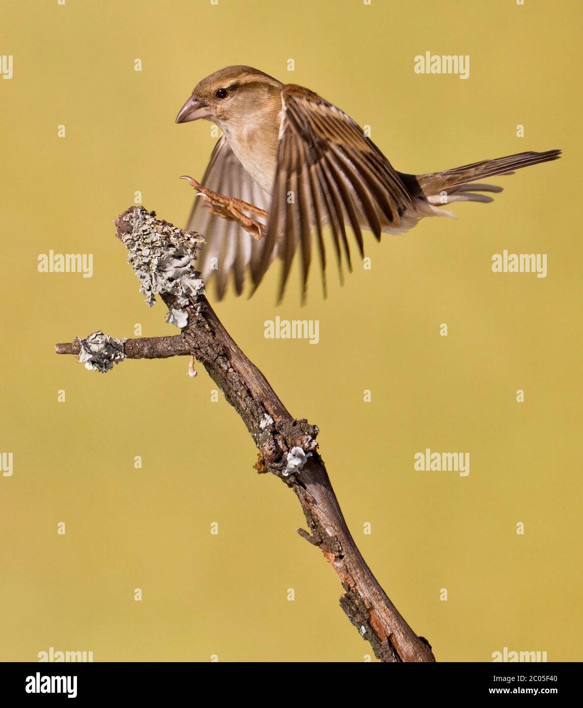 garden bird interaction Stock Photo - Alamy