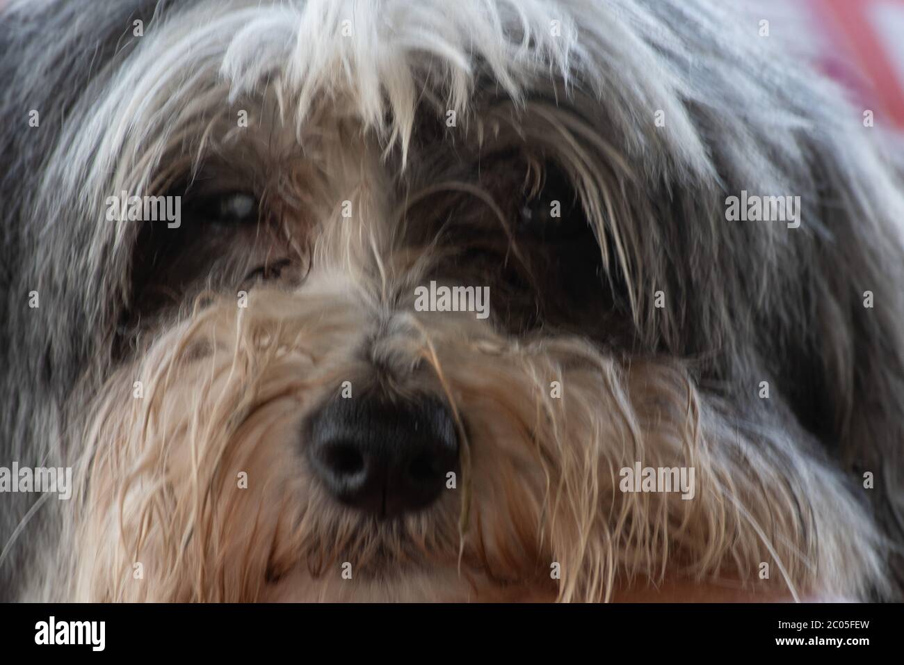 Cute shaggy dog stares into camera Stock Photo - Alamy