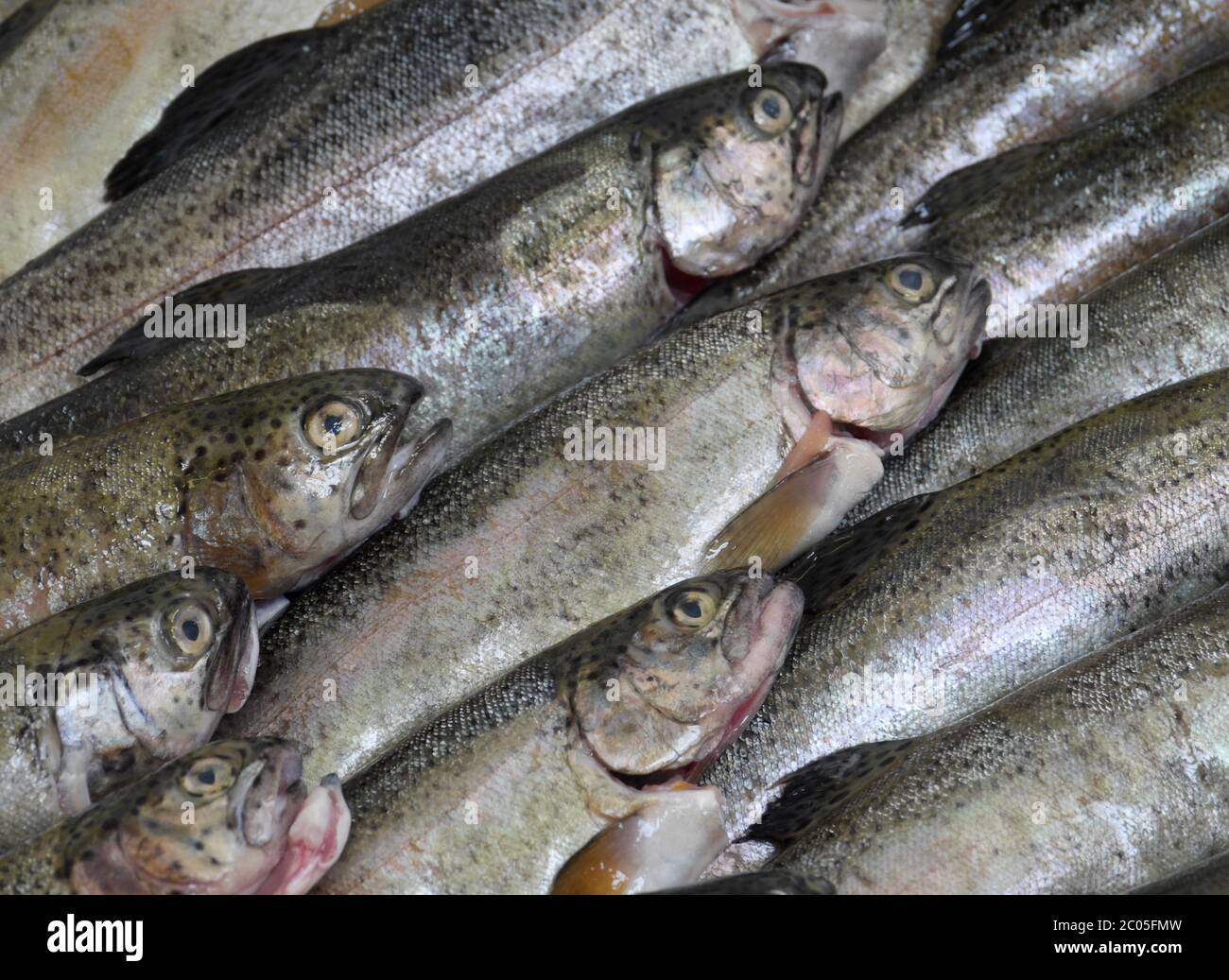 Atlantic herrings hi-res stock photography and images - Alamy