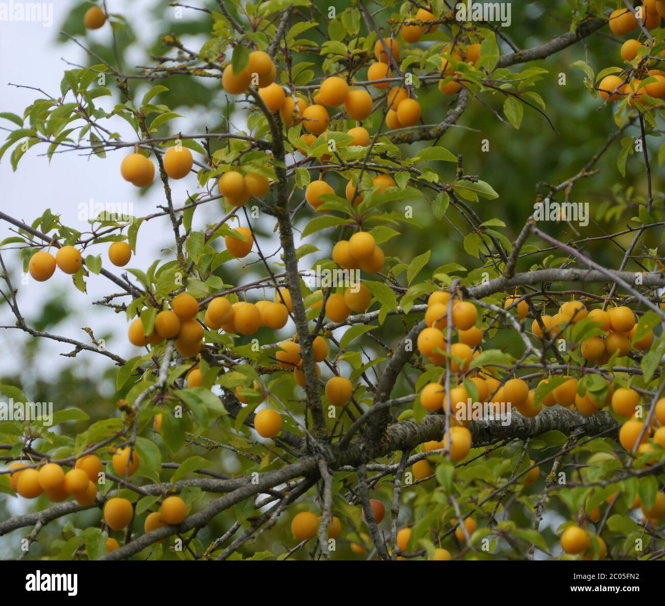 Ripe mirabelle at the tree hi-res stock photography and images - Alamy