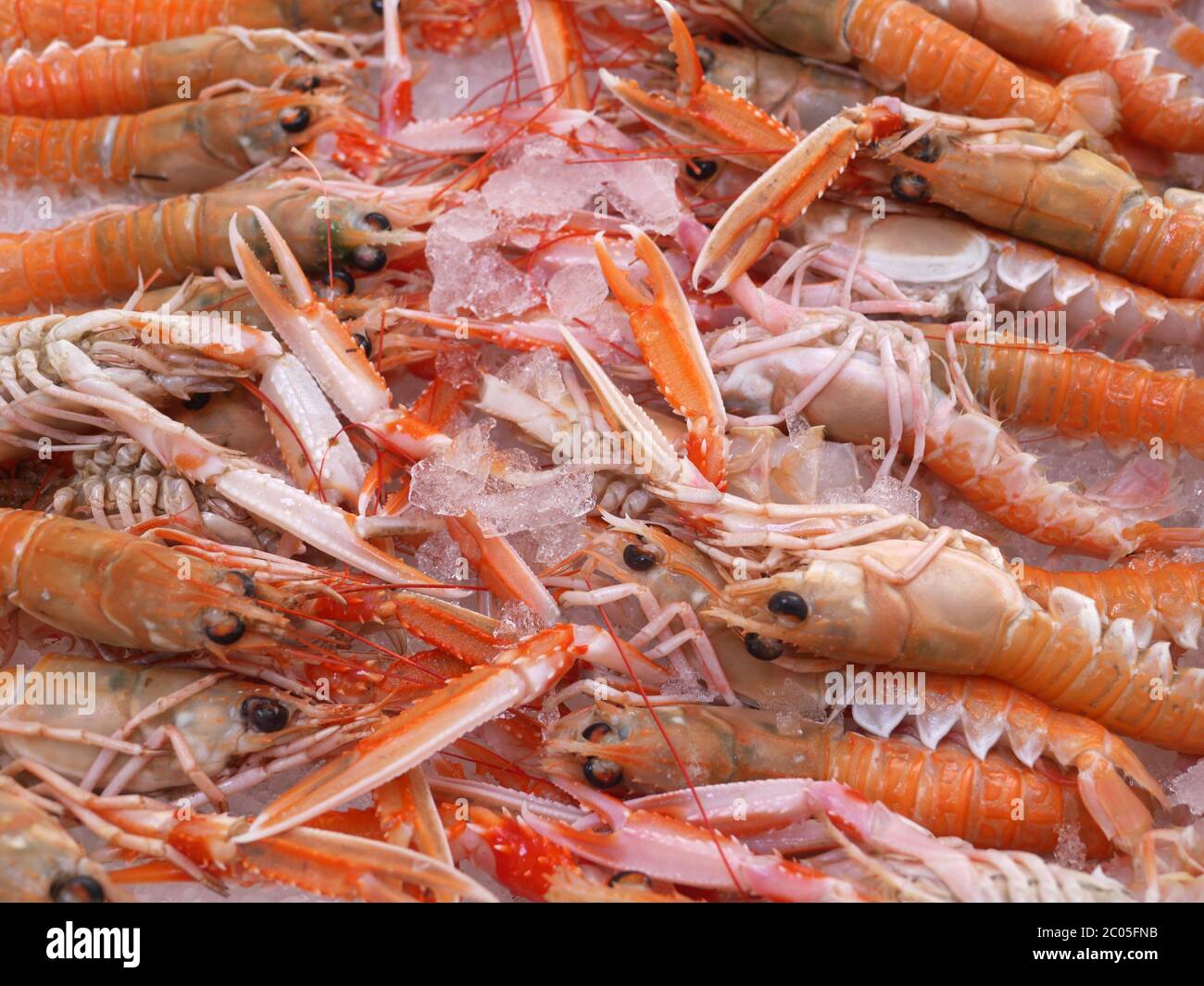 Norway lobster hi-res stock photography and images - Alamy