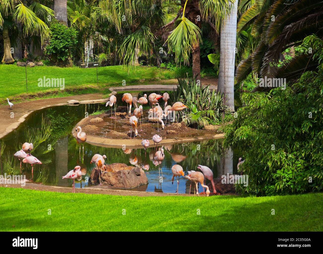 Flamingo in forest hi-res stock photography and images - Alamy