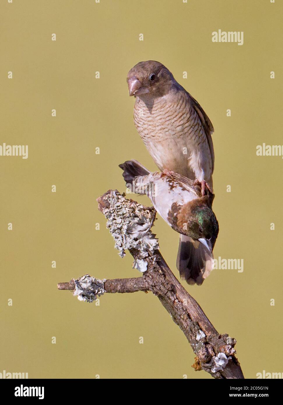 garden bird interaction Stock Photo - Alamy
