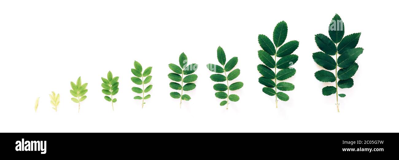 Beautiful branches of plants are in a row line ascending leaf ...