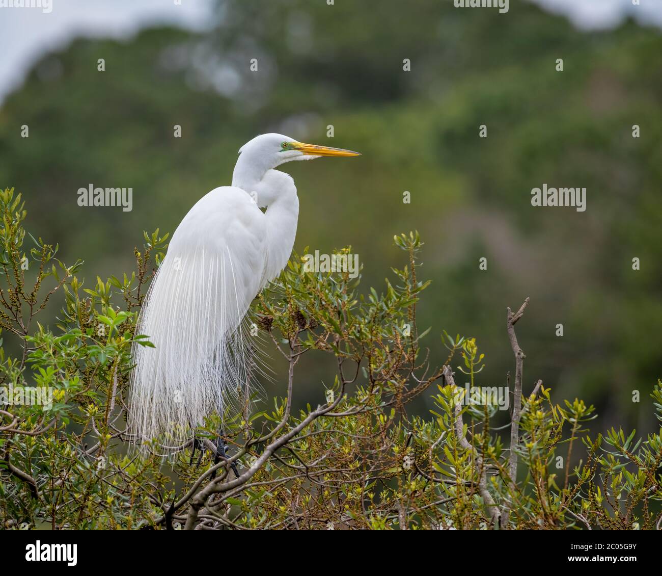 Great Egret perched in branches in a swamp near a rookerie. Also known ...