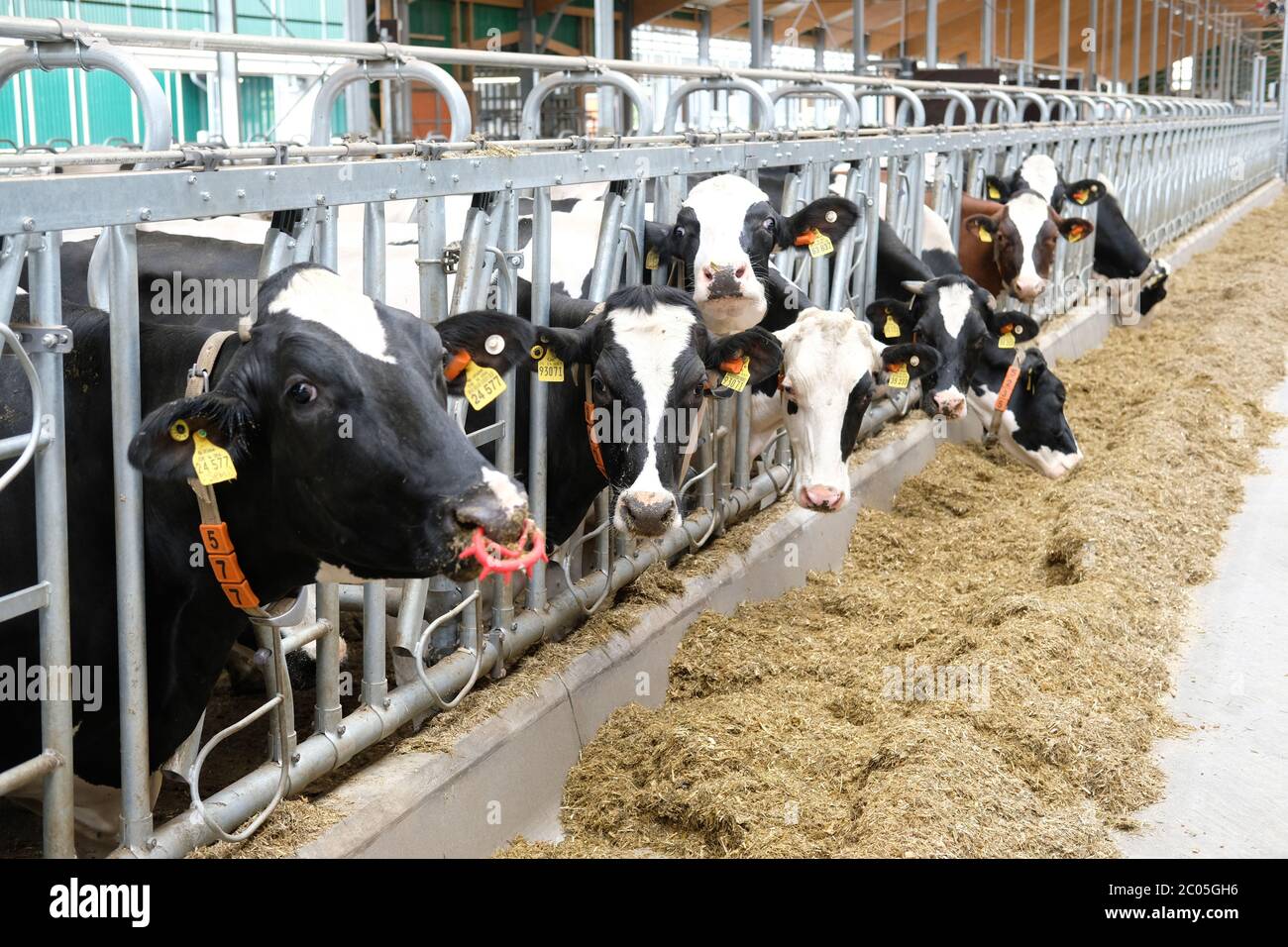 Reichenbach, Germany. 06th June, 2020. Cattle of the Holstein-Friesian ...