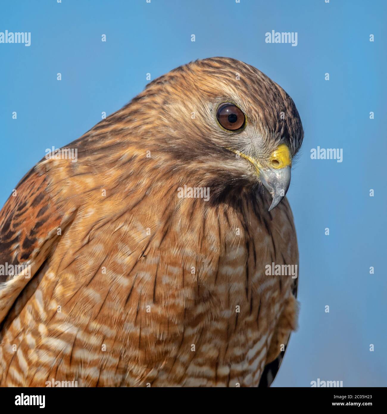 North american red shouldered hawk hi-res stock photography and images ...