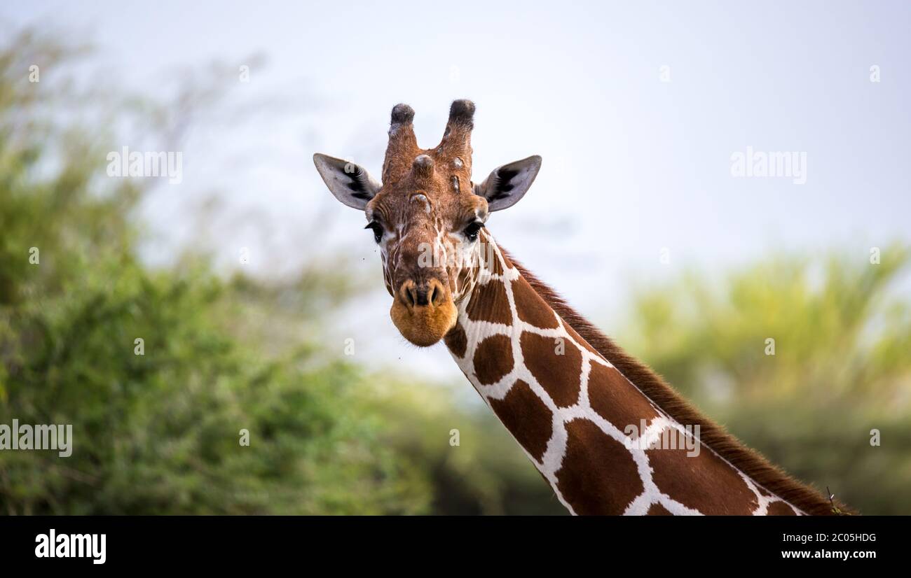 A face of a giraffe in close-up Stock Photo - Alamy