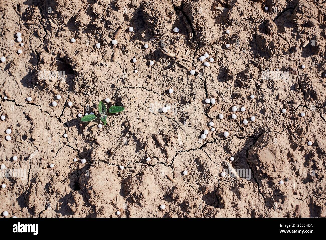 Artificial nitrogen fertilizer on brown soil. White mineral fertilizer ...