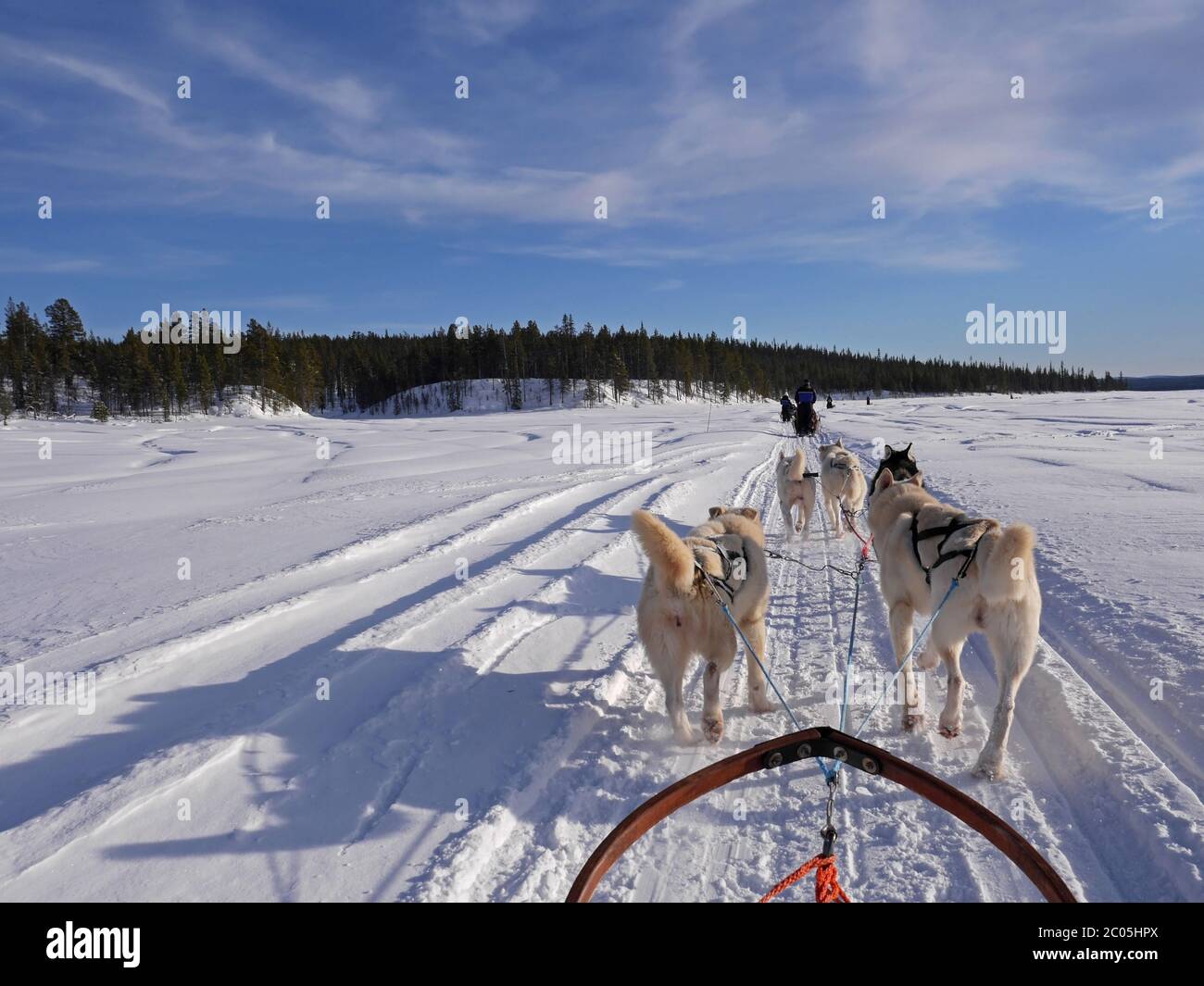 Northern sled dog hi-res stock photography and images - Alamy