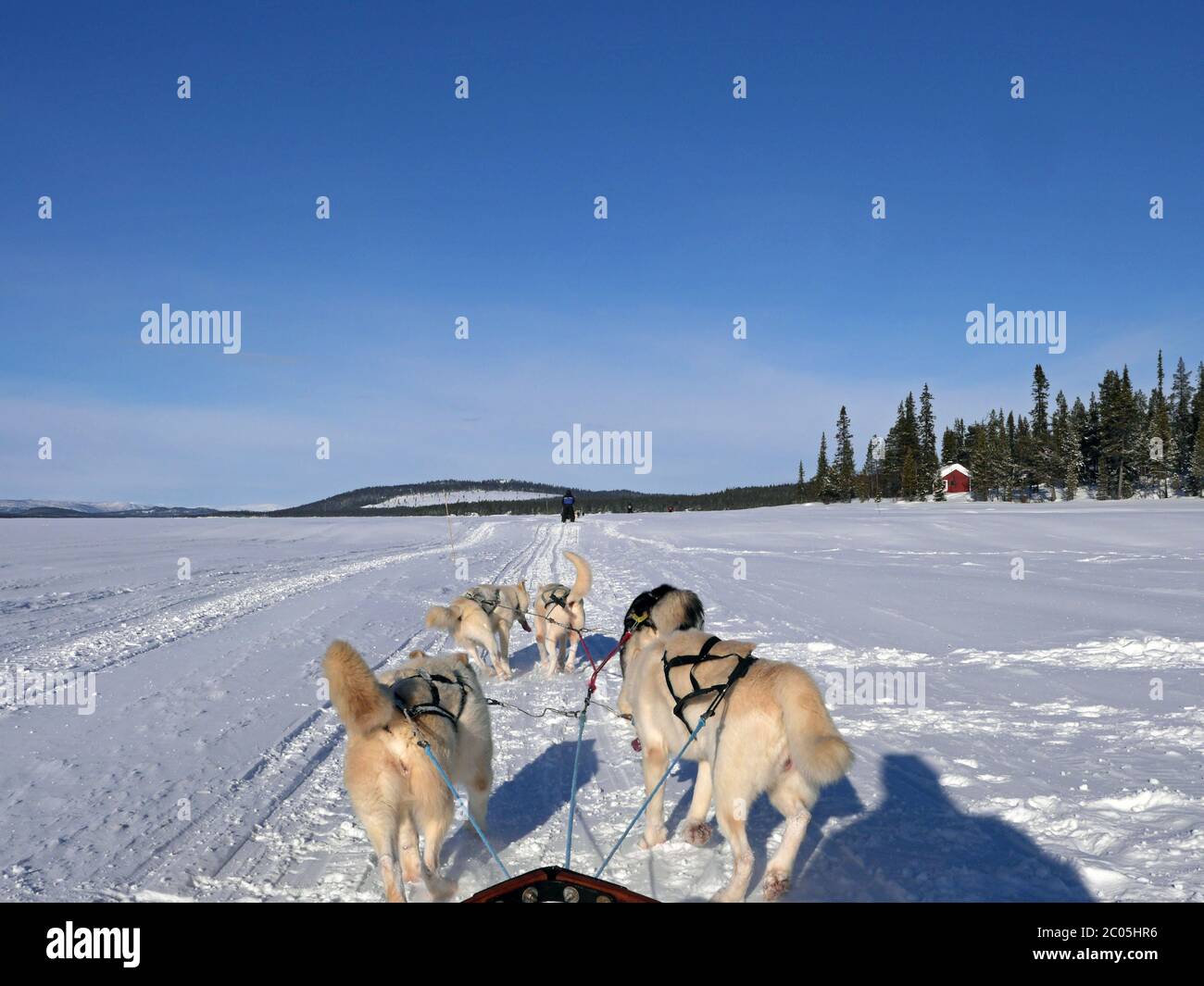 Northern sled dog hi-res stock photography and images - Alamy