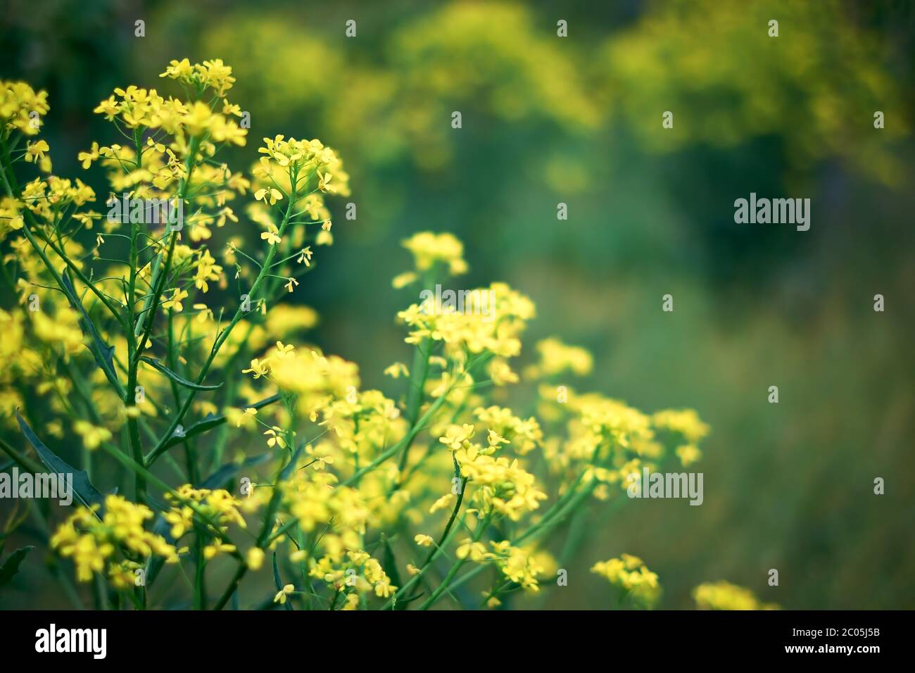Raps bloom hi-res stock photography and images - Alamy