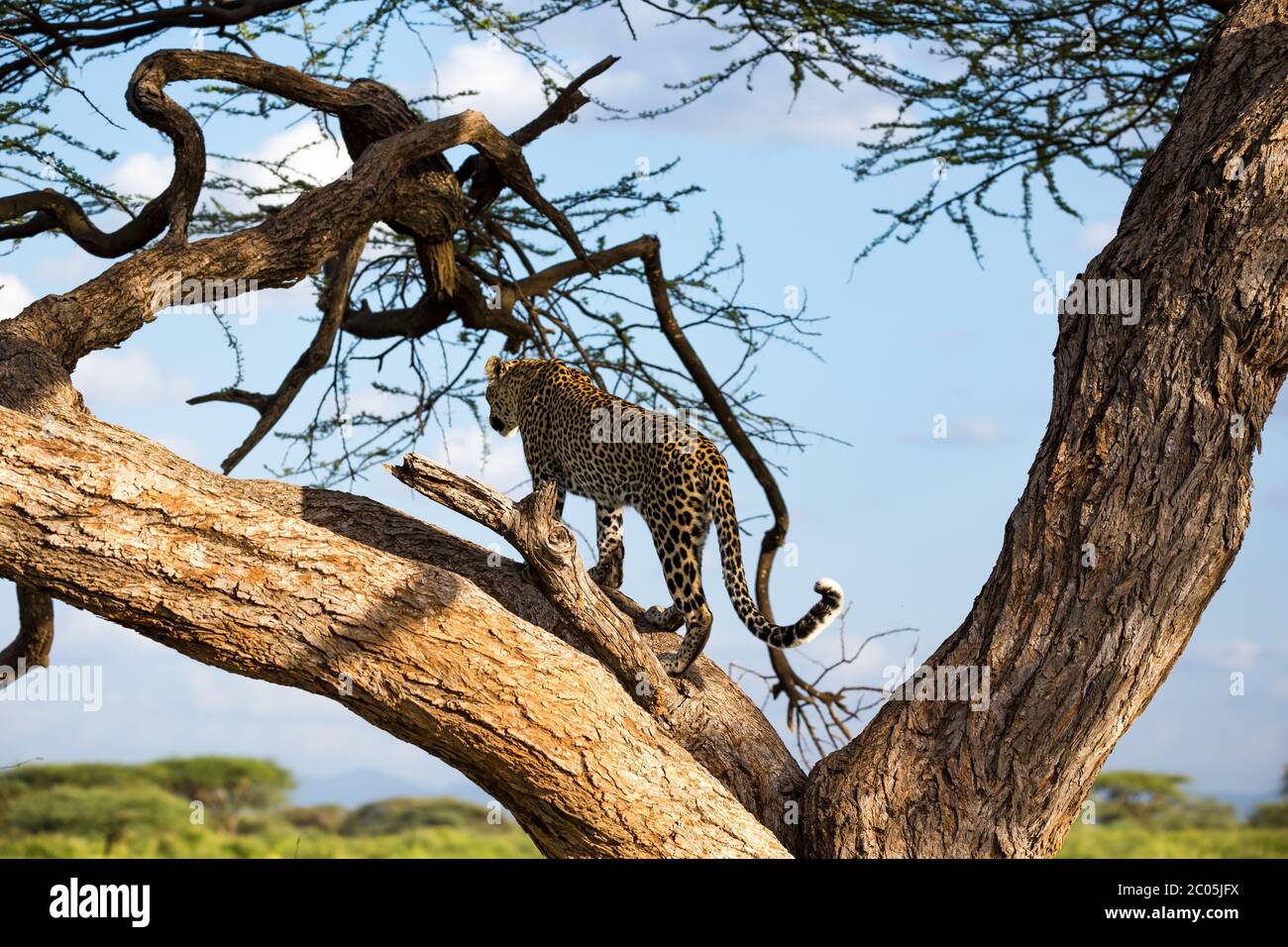 One leopard is walking up and down the tree on its branches Stock Photo ...