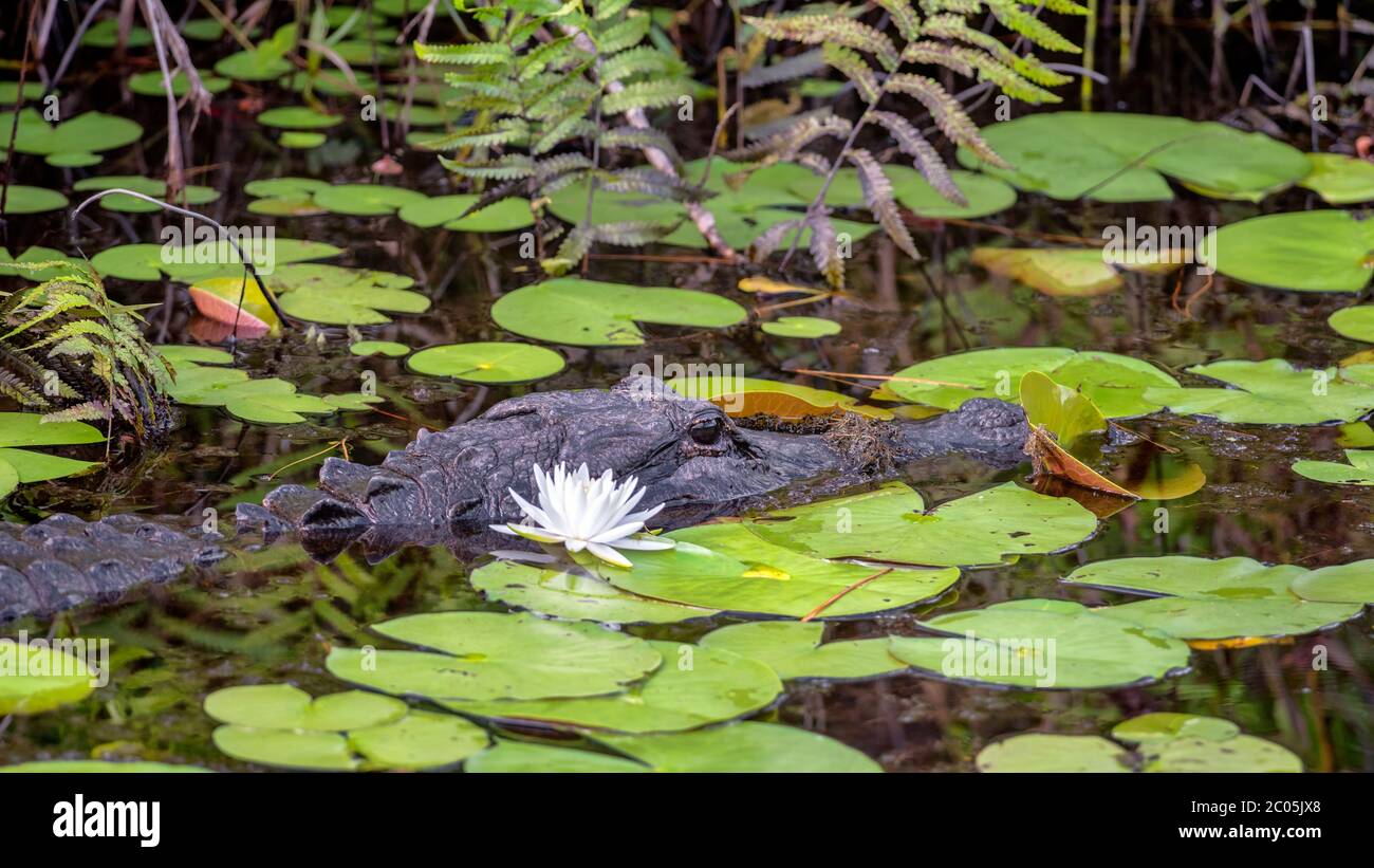 Mississippi alligators alligator mississippiensis hi-res stock ...