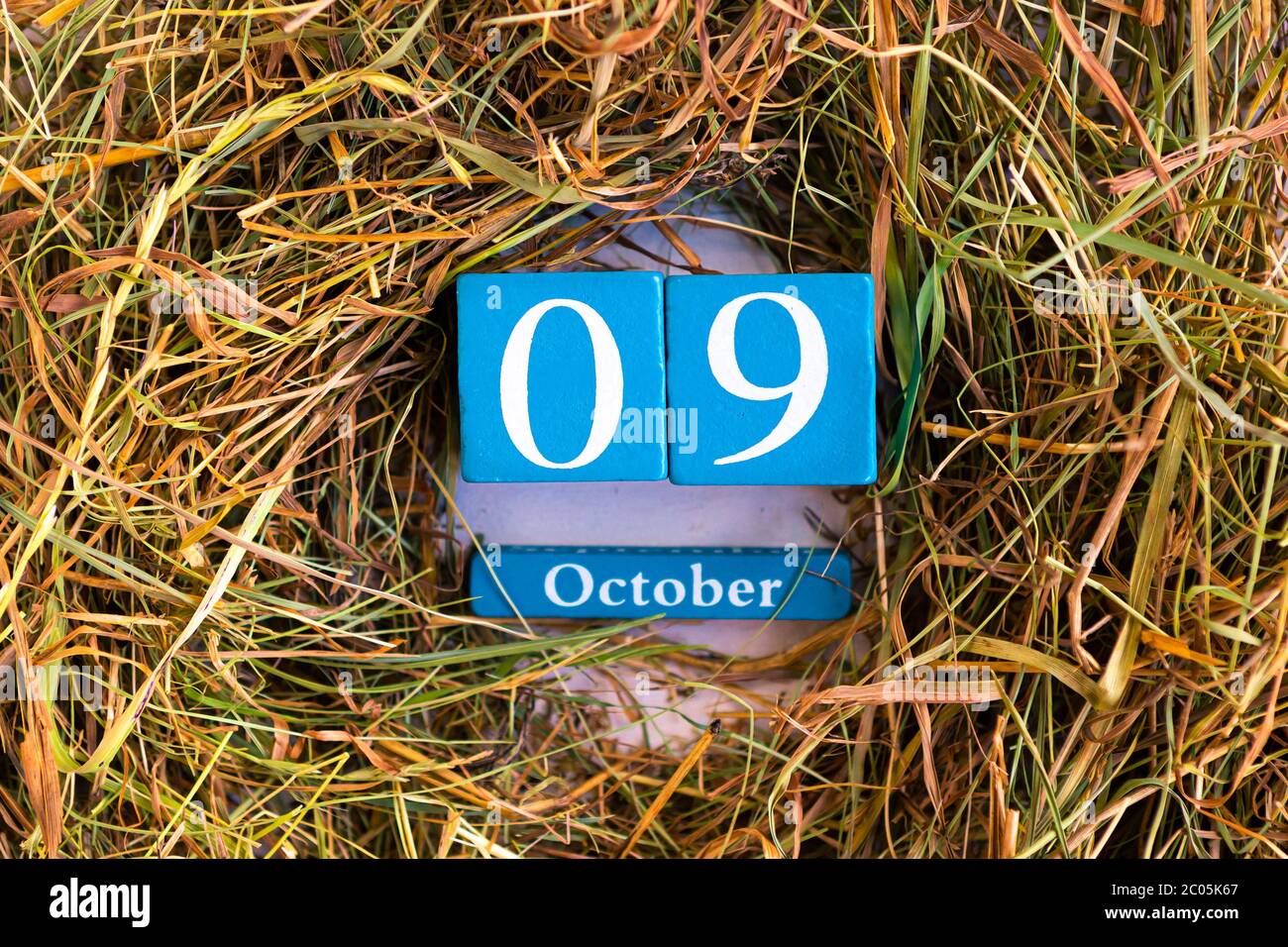 October 9th. Blue cube calendar with month and date on dry straw ...