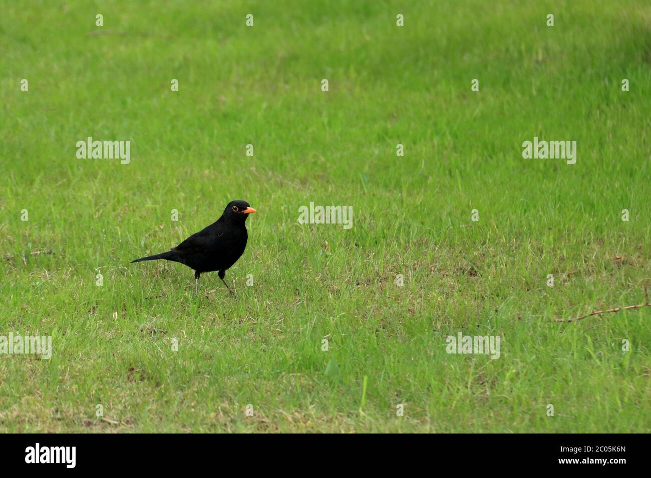 a male blackbird in the garden Stock Photo - Alamy