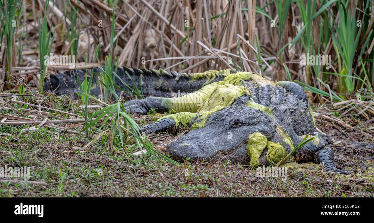 Yellow Alligator Swamp People