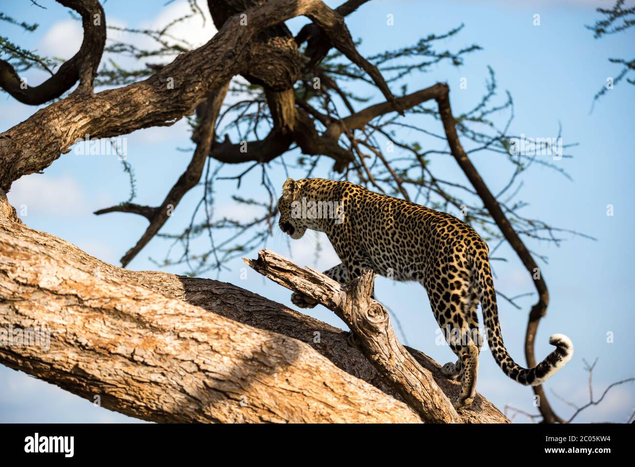 One leopard is walking up and down the tree on its branches Stock Photo ...