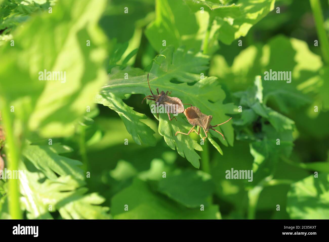 A Dock bug (Coreus marginatus) on a leaf Stock Photo - Alamy