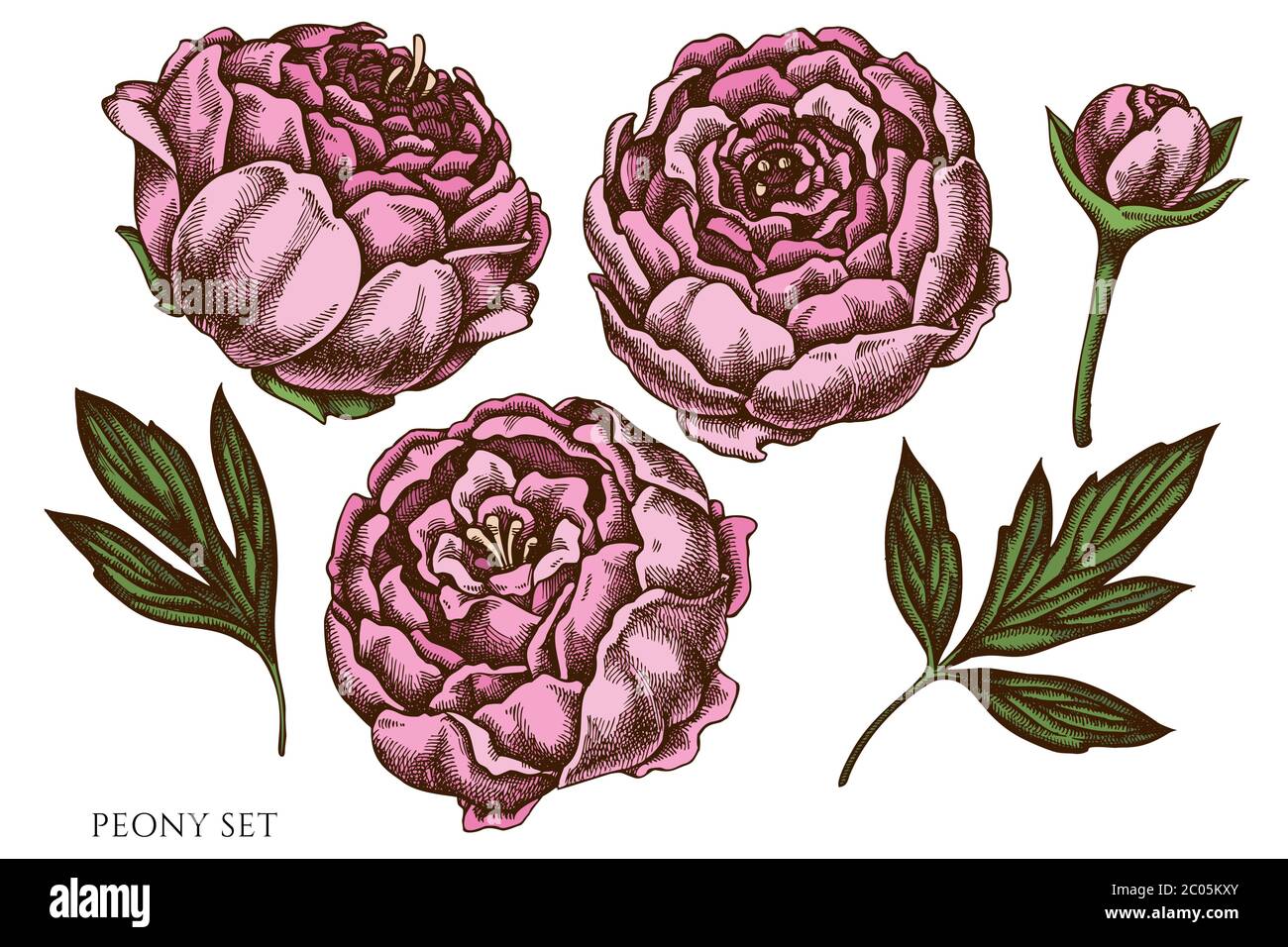Vector set of hand drawn colored peony Stock Vector Image & Art - Alamy