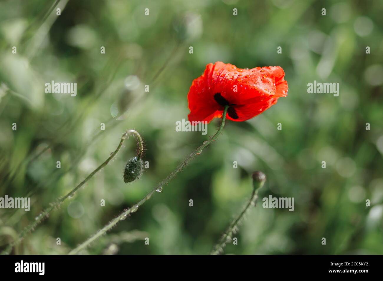 Poppy photography hi-res stock photography and images - Alamy