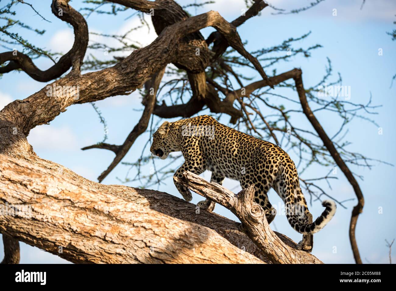 One leopard is walking up and down the tree on its branches Stock Photo ...