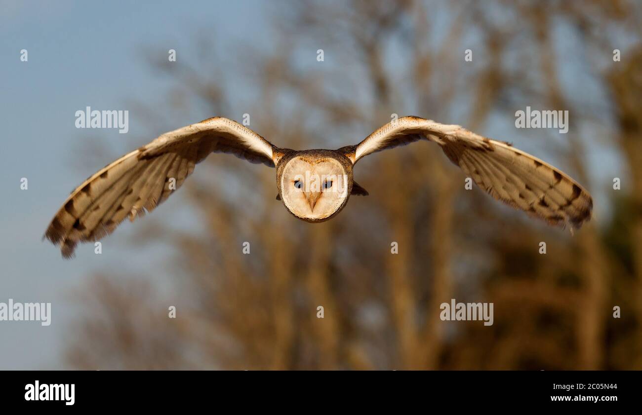owl in flight Stock Photo - Alamy