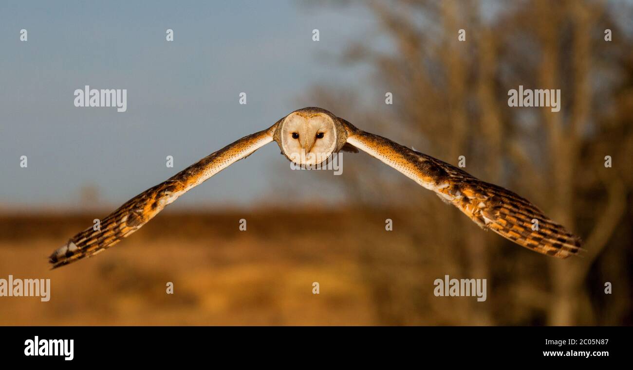 owl in flight Stock Photo - Alamy