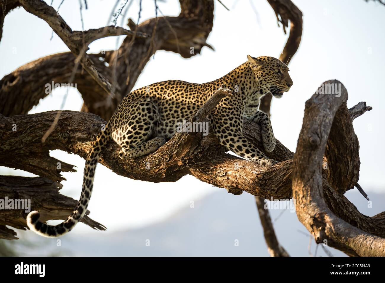 Leopard at tree top hi-res stock photography and images - Alamy